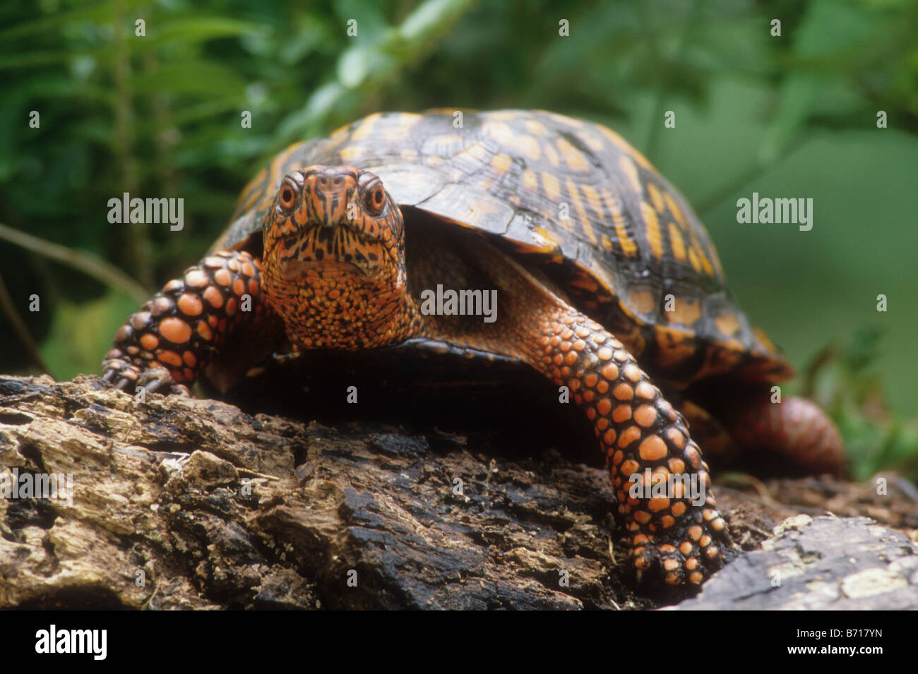 Eastern Box Turtle (Terrapene carolina carolina Stock Photo - Alamy