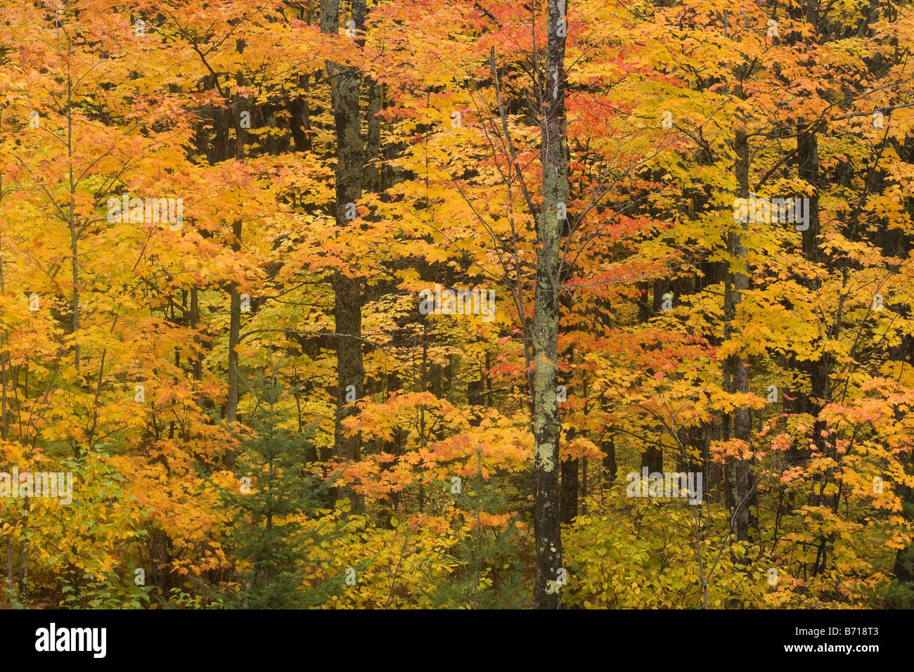 MICHIGAN - Fall color on the Upper Peninsula Stock Photo - Alamy