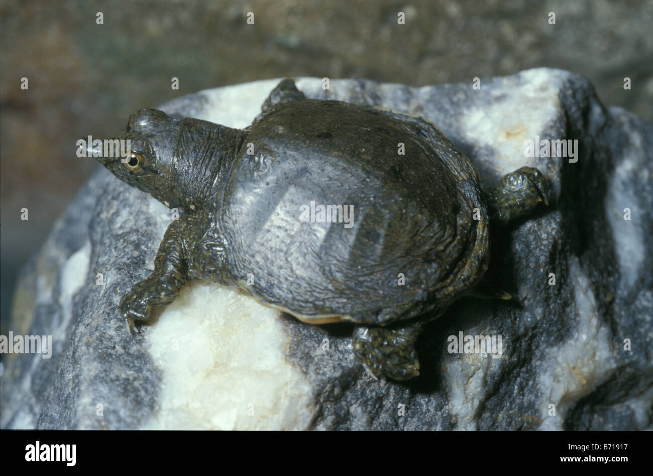 Chinese softshell turtle, Pelodiscus (Trionyx) sinensis, Trionychidae ...