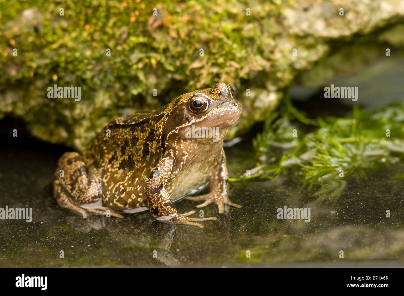 Common Frog(Rana temporaria Stock Photo - Alamy