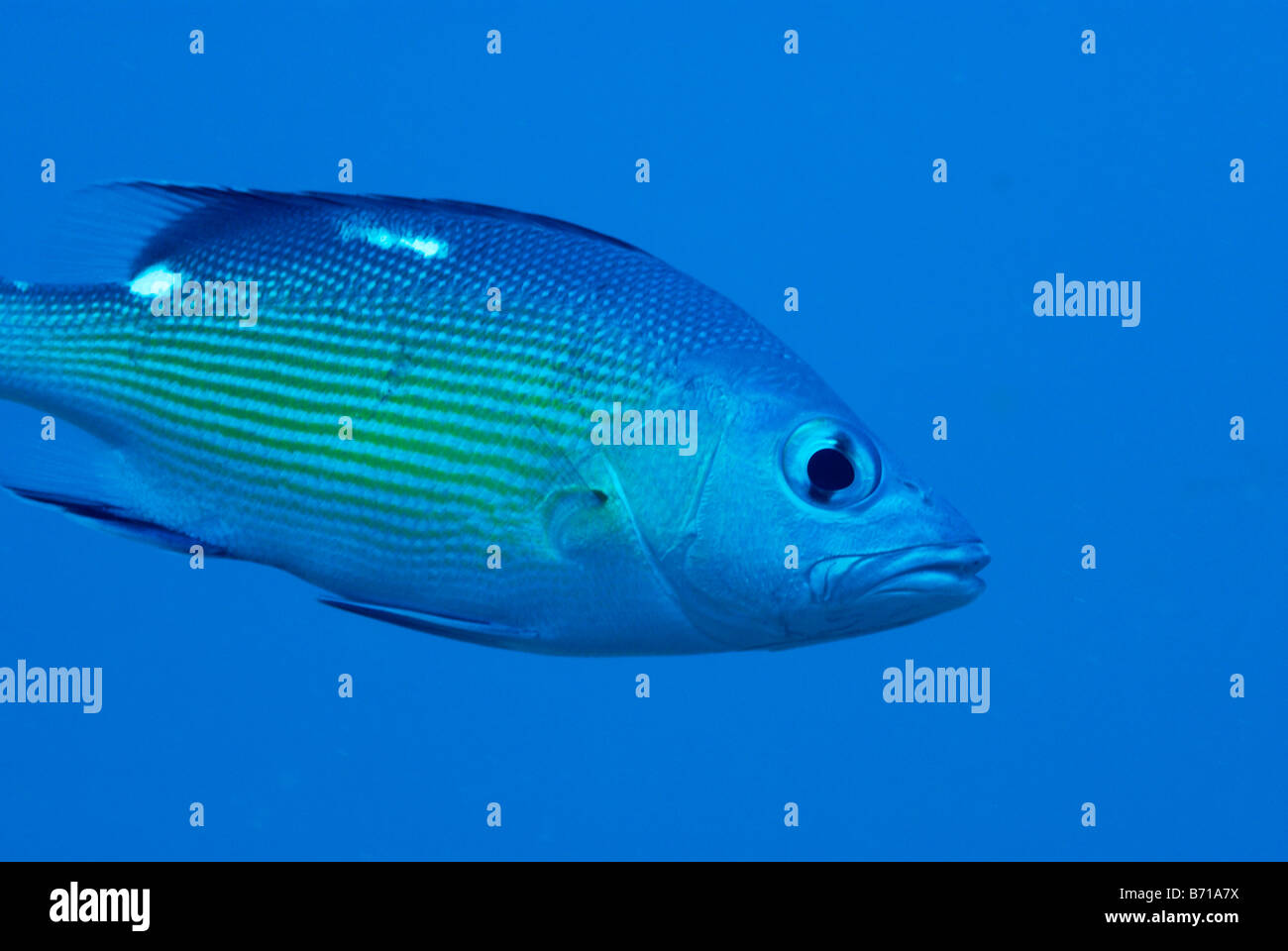 Seychelles tropical fish hi-res stock photography and images - Alamy