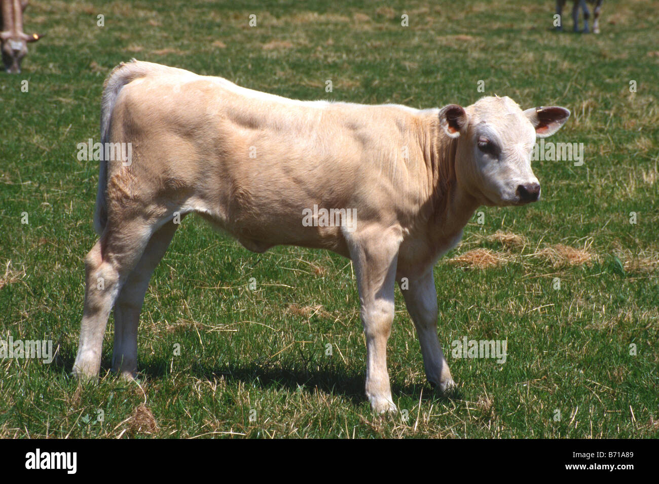 Calf in field near Kenmare, County Kerry Stock Photo - Alamy