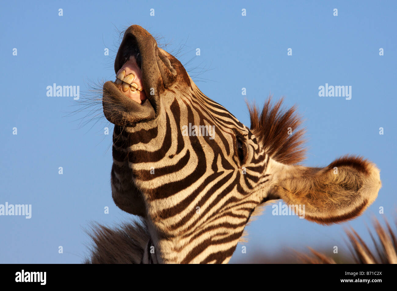 Zebra Teeth Structure