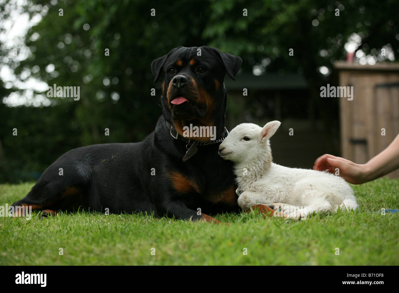 Rottweiler dog with orphan lamb Snowdonia North Wales Stock Photo - Alamy