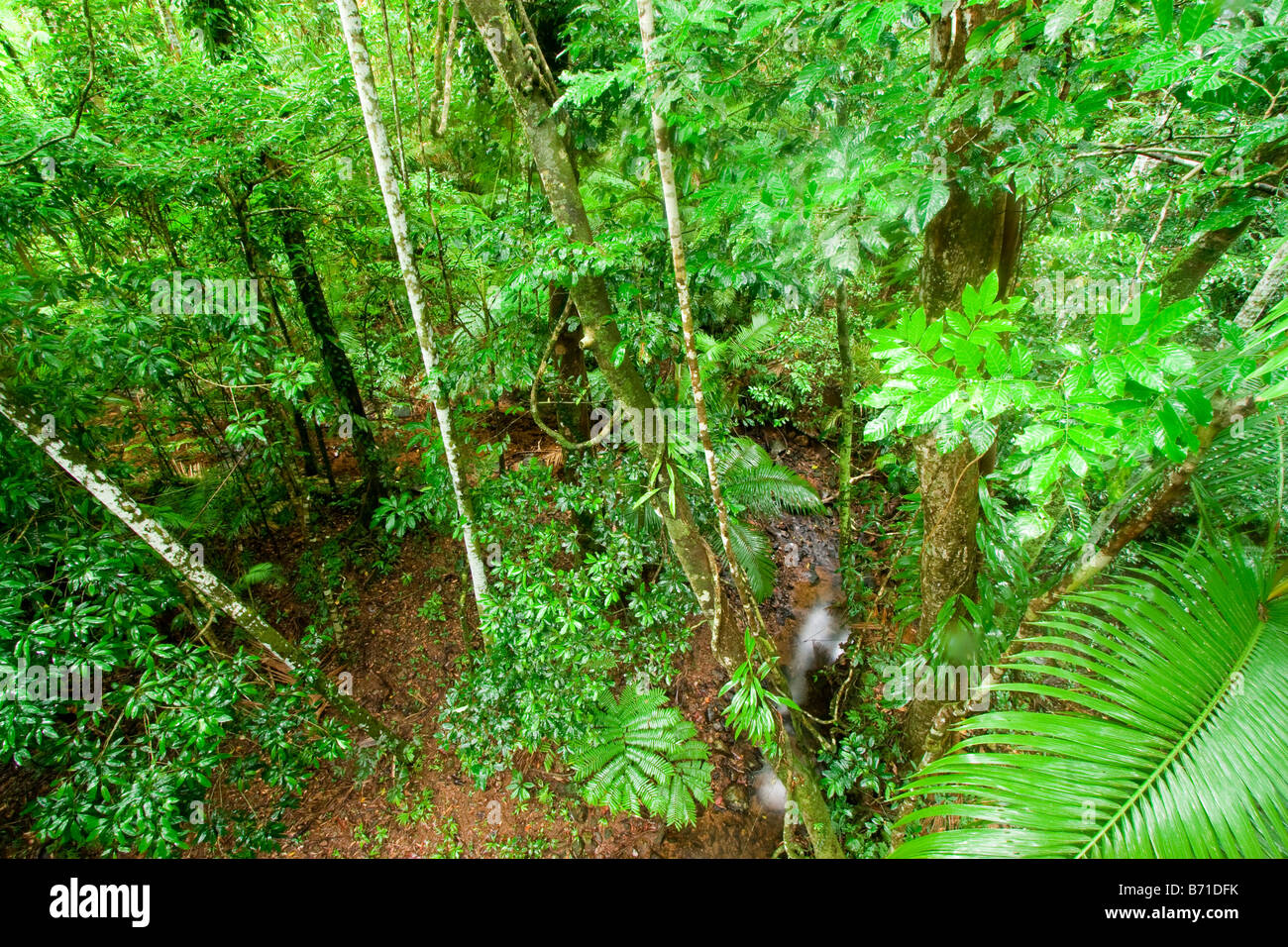 Daintree rainforest plants hi-res stock photography and images - Alamy