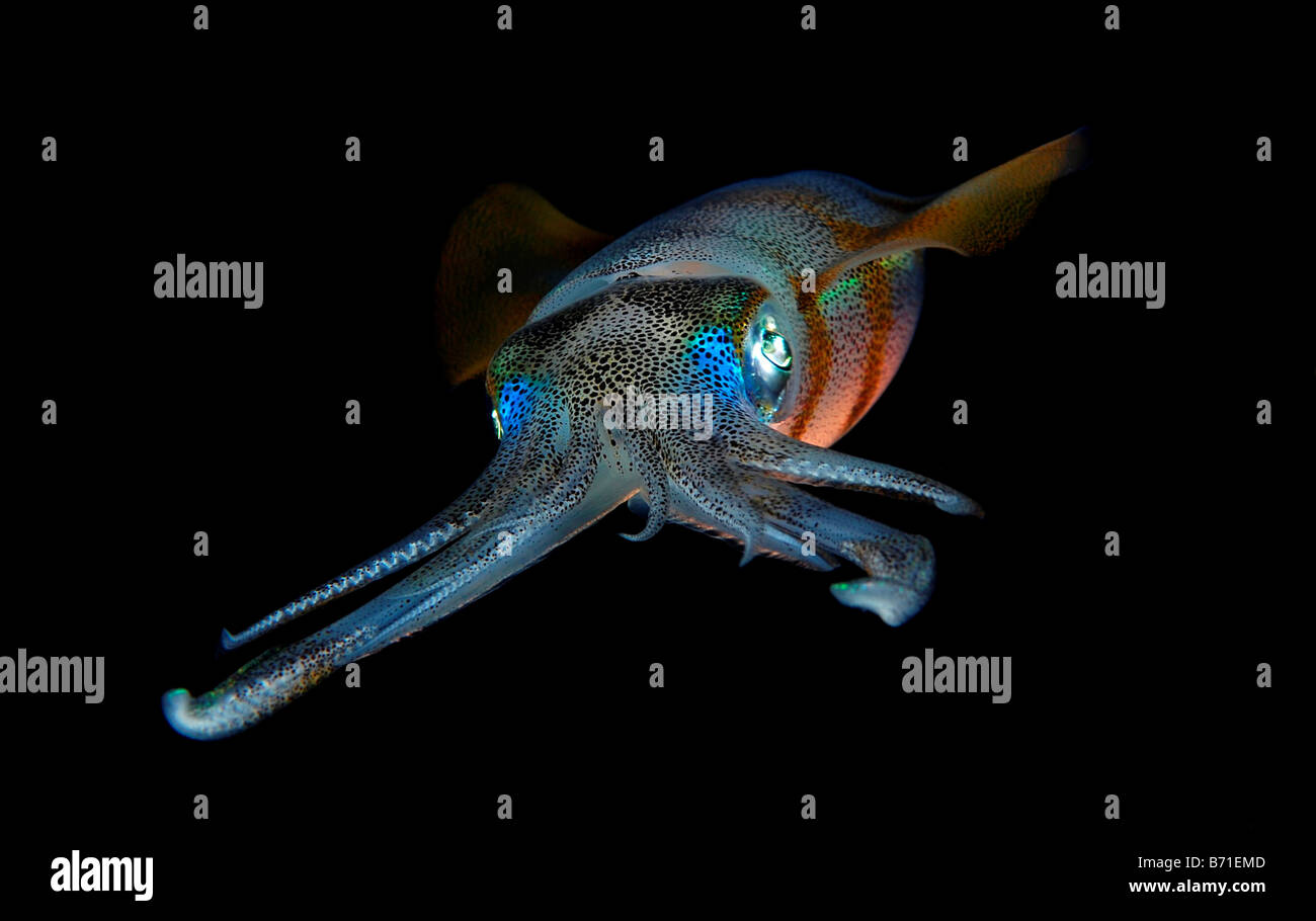 Squid underwater hi-res stock photography and images - Alamy