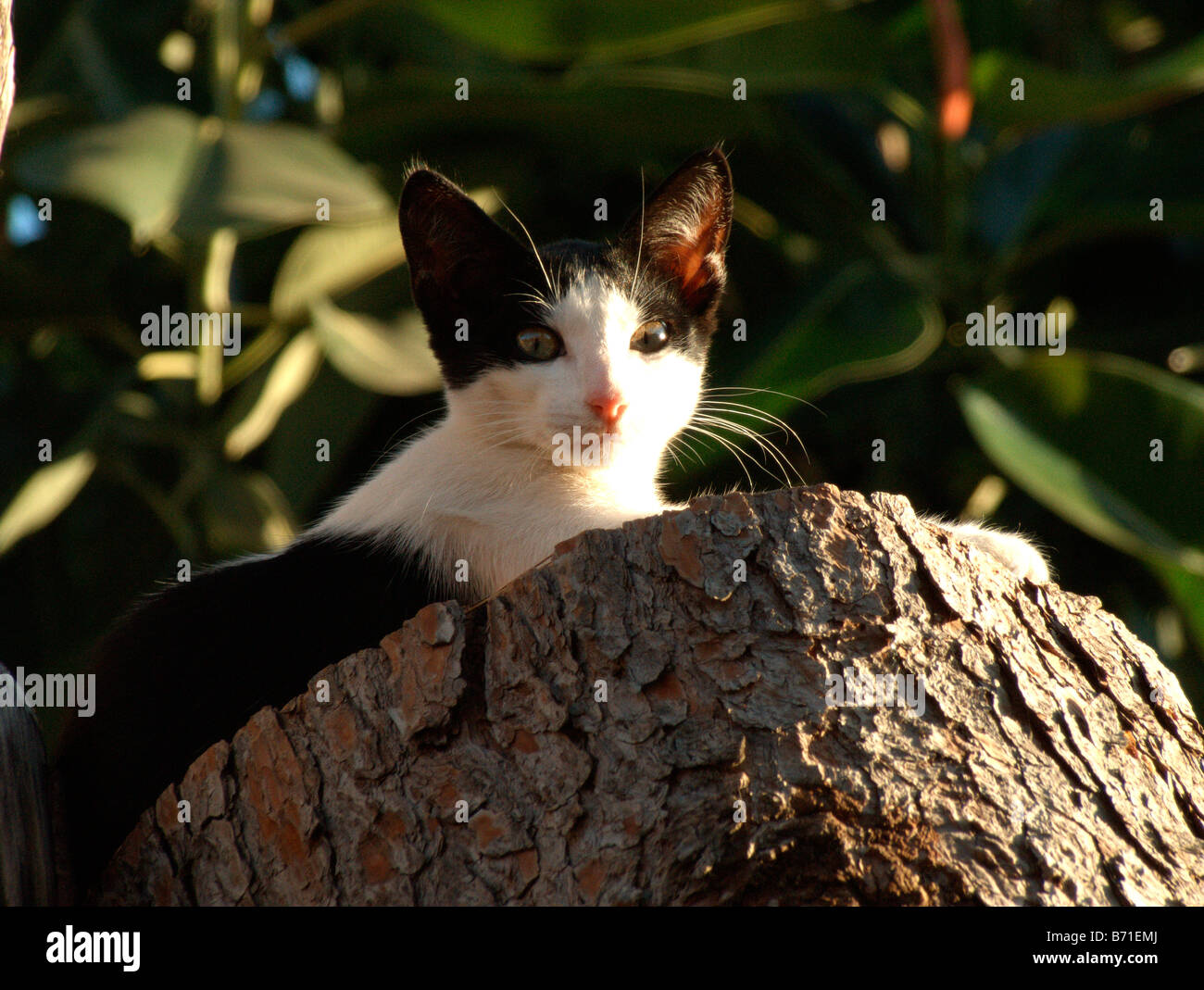 Black and white cat tree trunk hi-res stock photography and images - Alamy