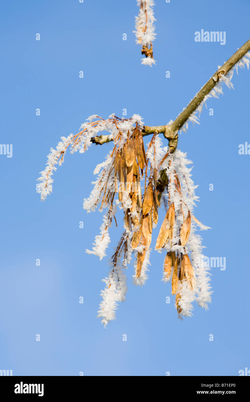 Needle ice on Ash keys in Ambleside Cumbria UK Stock Photo - Alamy