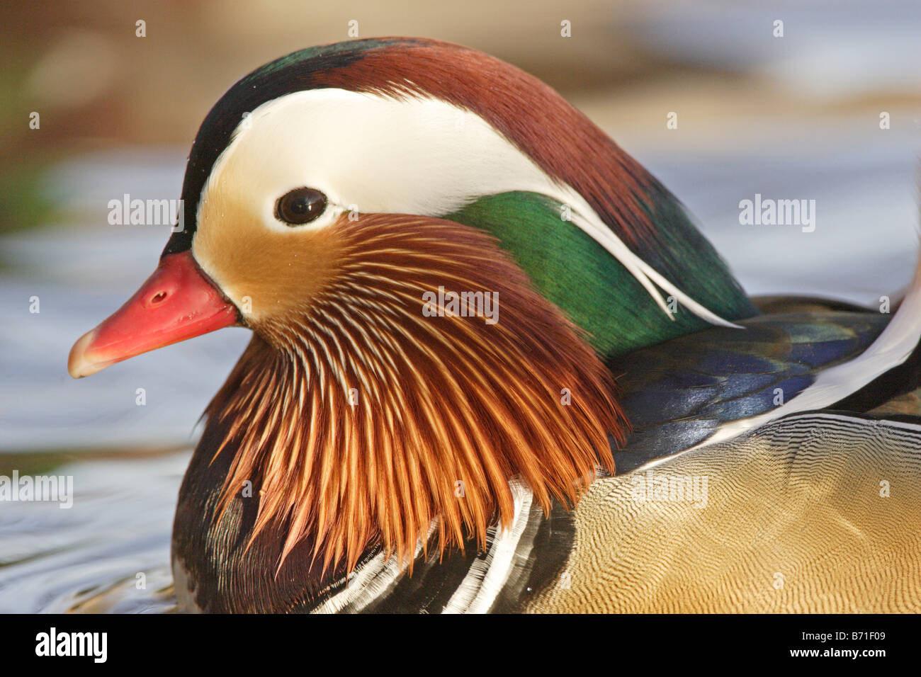 Male Mandarin Duck head Stock Photo - Alamy
