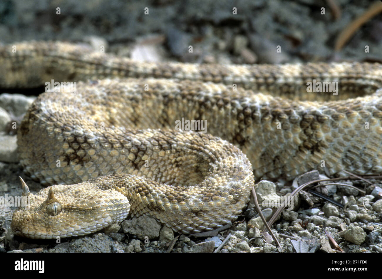 Desert horned viper hi-res stock photography and images - Alamy