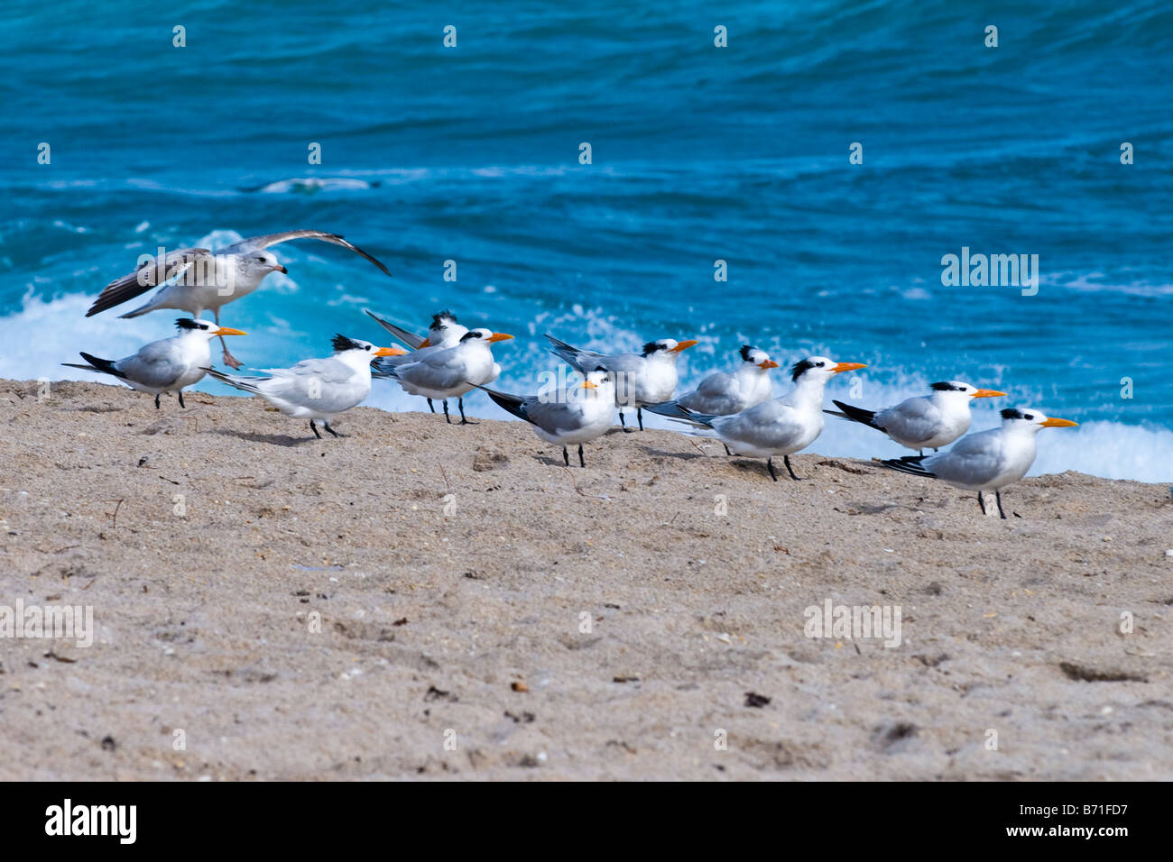 Flock of Royal Terns Sterna Maxima , Thalasseus Maximus with orange ...