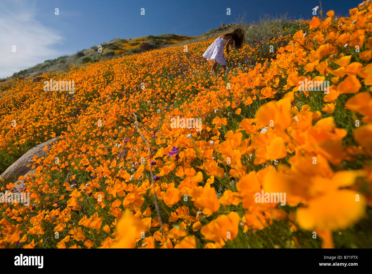 little girl 7 years old picking california poppies off of a hillside in ...