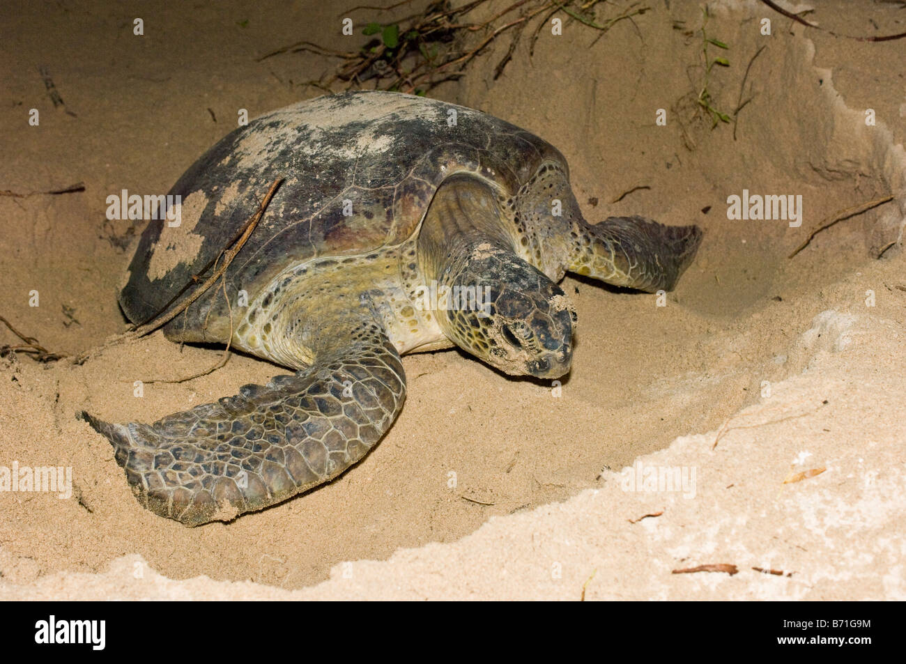 Sea Turtle Digging Nest