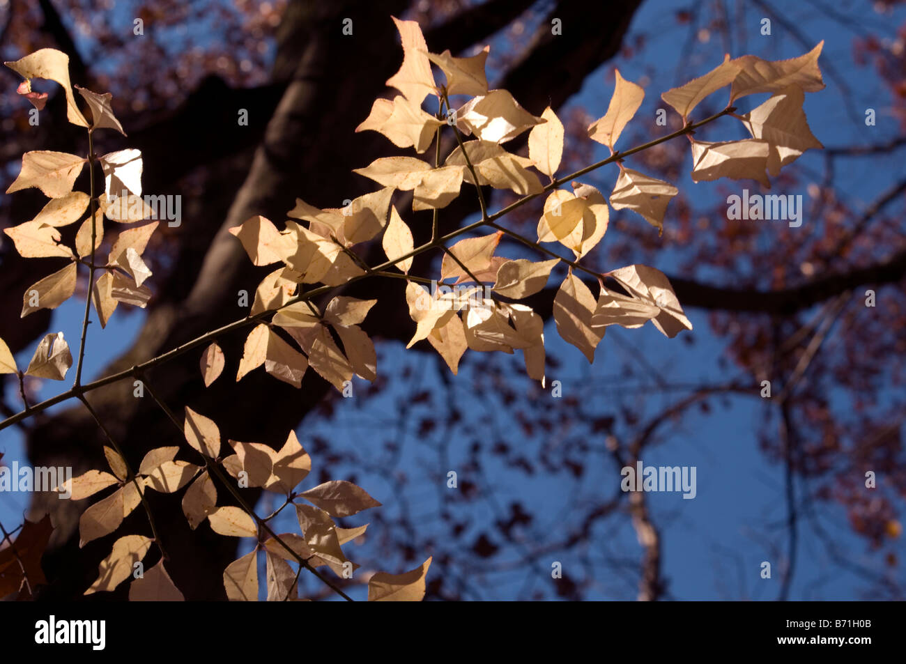 Fall colors and blue sky Stock Photo - Alamy