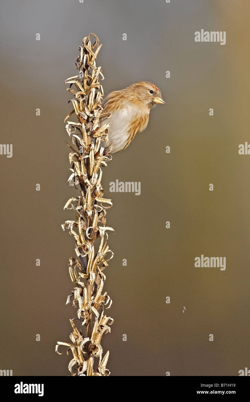 Evening primrose seed head hi-res stock photography and images - Alamy
