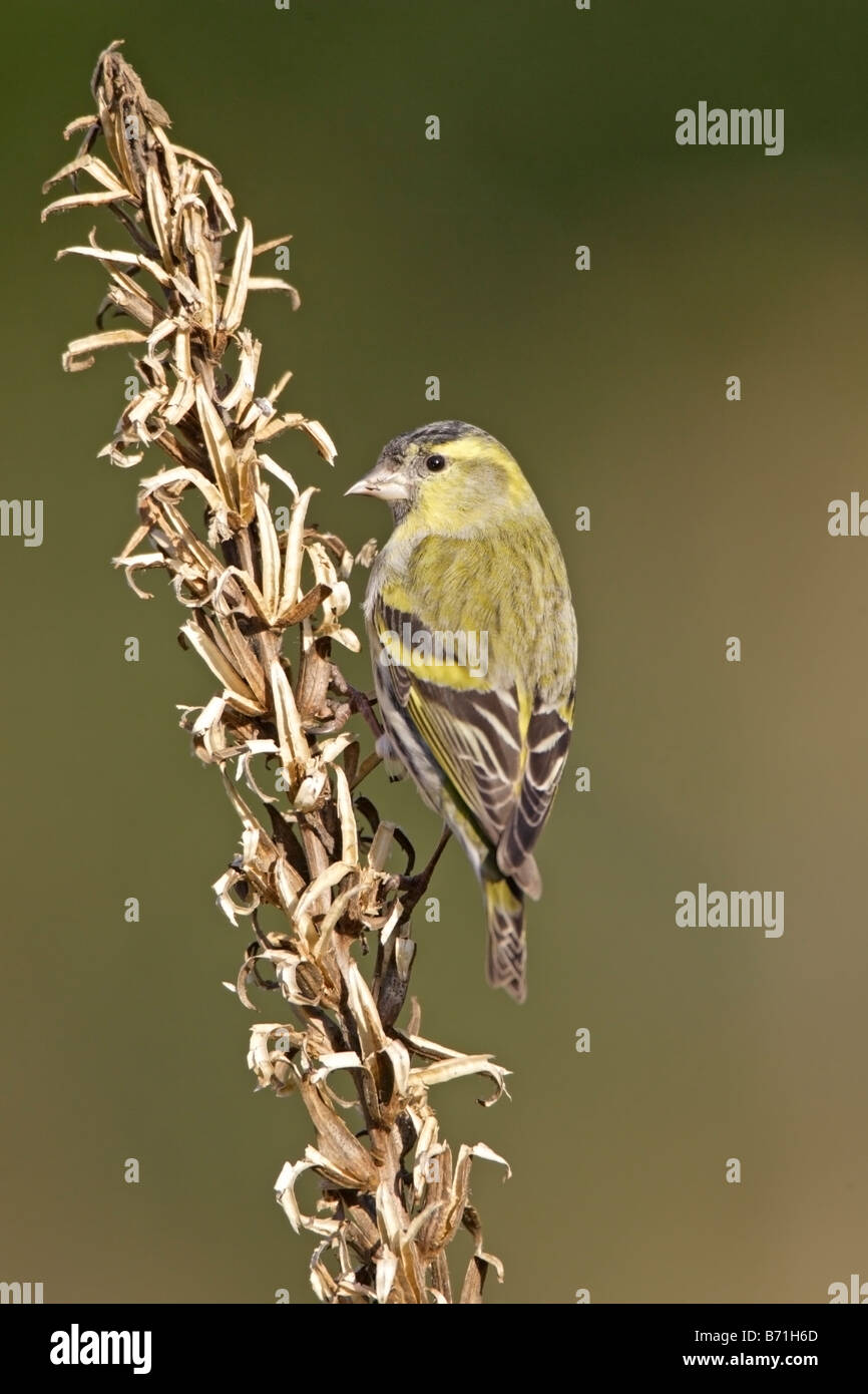 Evening primrose seed head hi-res stock photography and images - Alamy