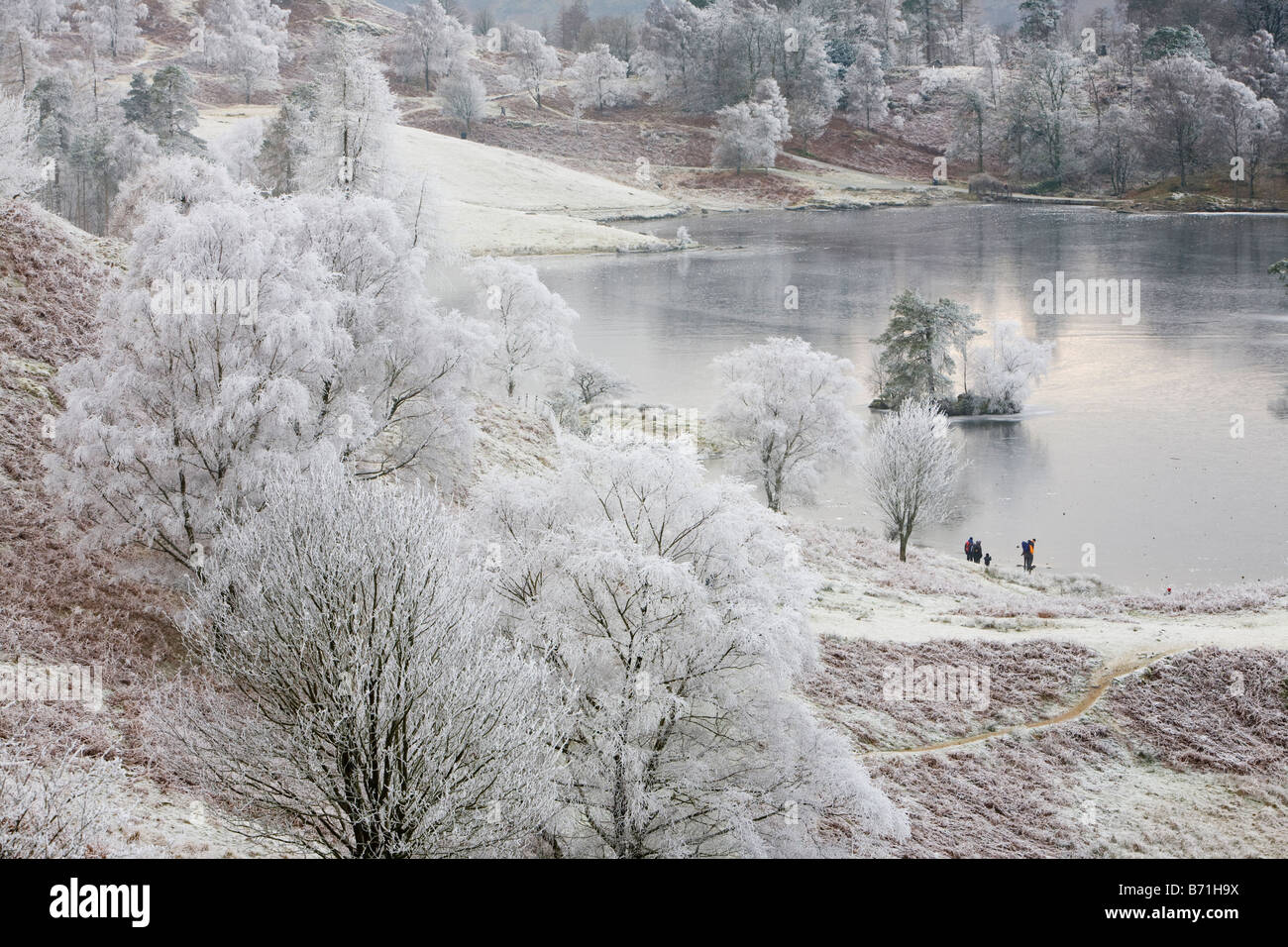 Hoare frost on vegetation and a frozen Tarn Hows in the Lake District ...