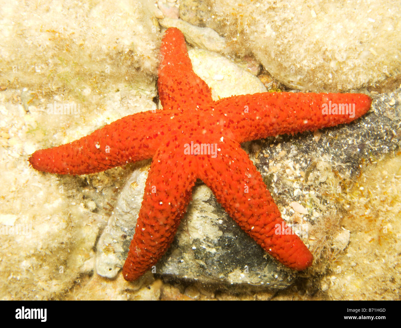 Orange Sea Star