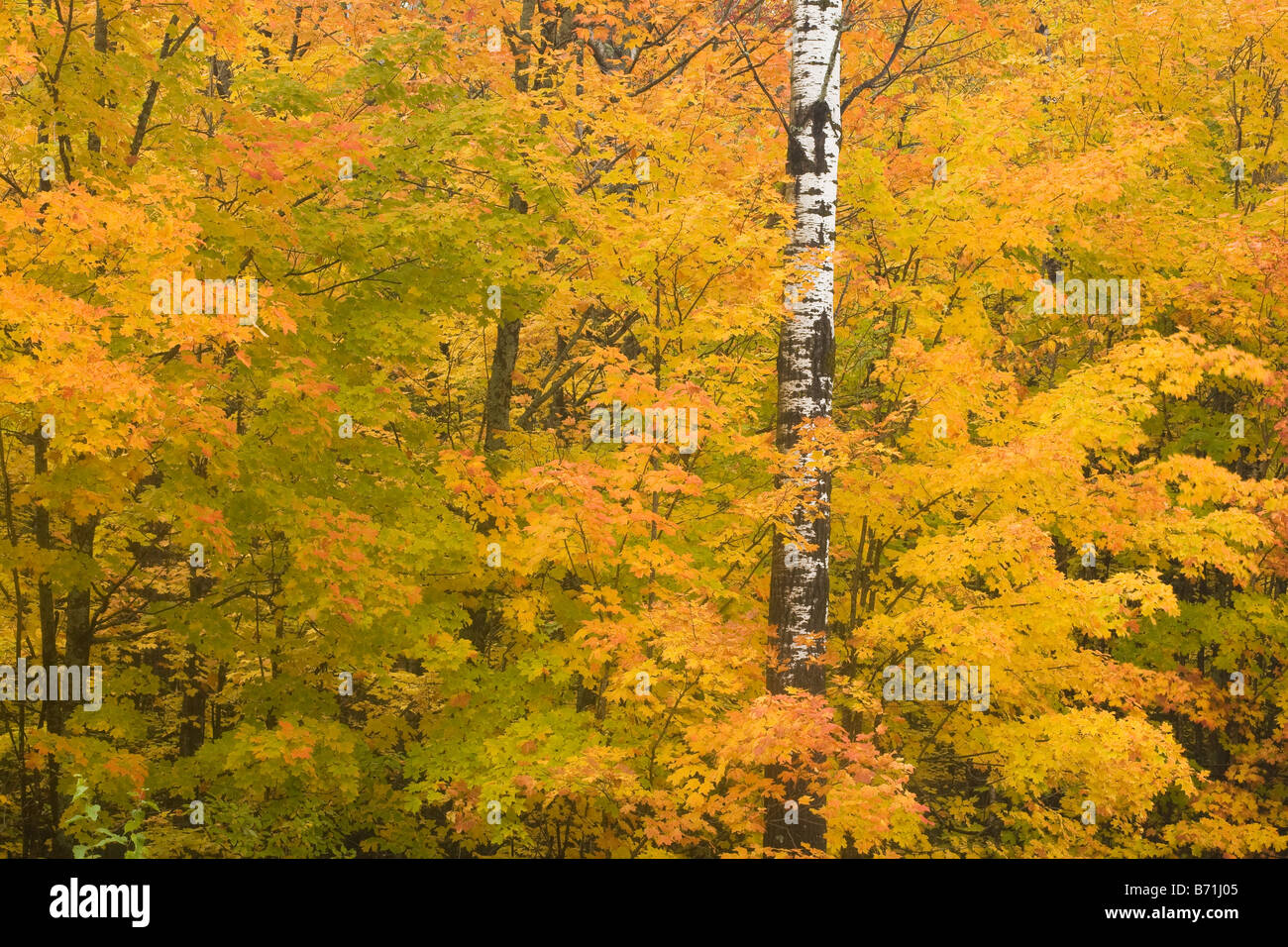MICHIGAN - Fall color on the Upper Peninsula Stock Photo - Alamy
