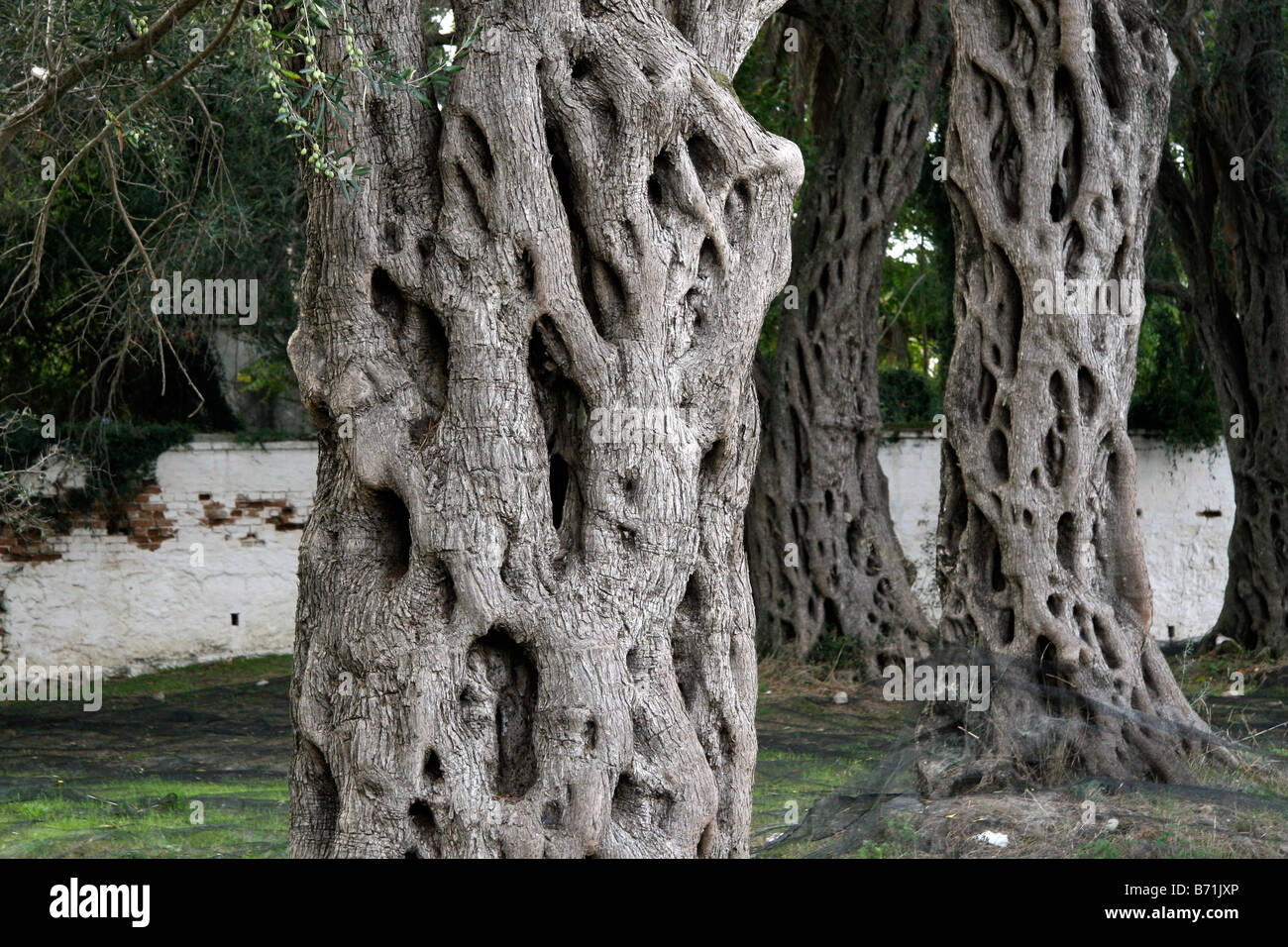 Corfu Olive Tree High Resolution Stock Photography and Images - Alamy