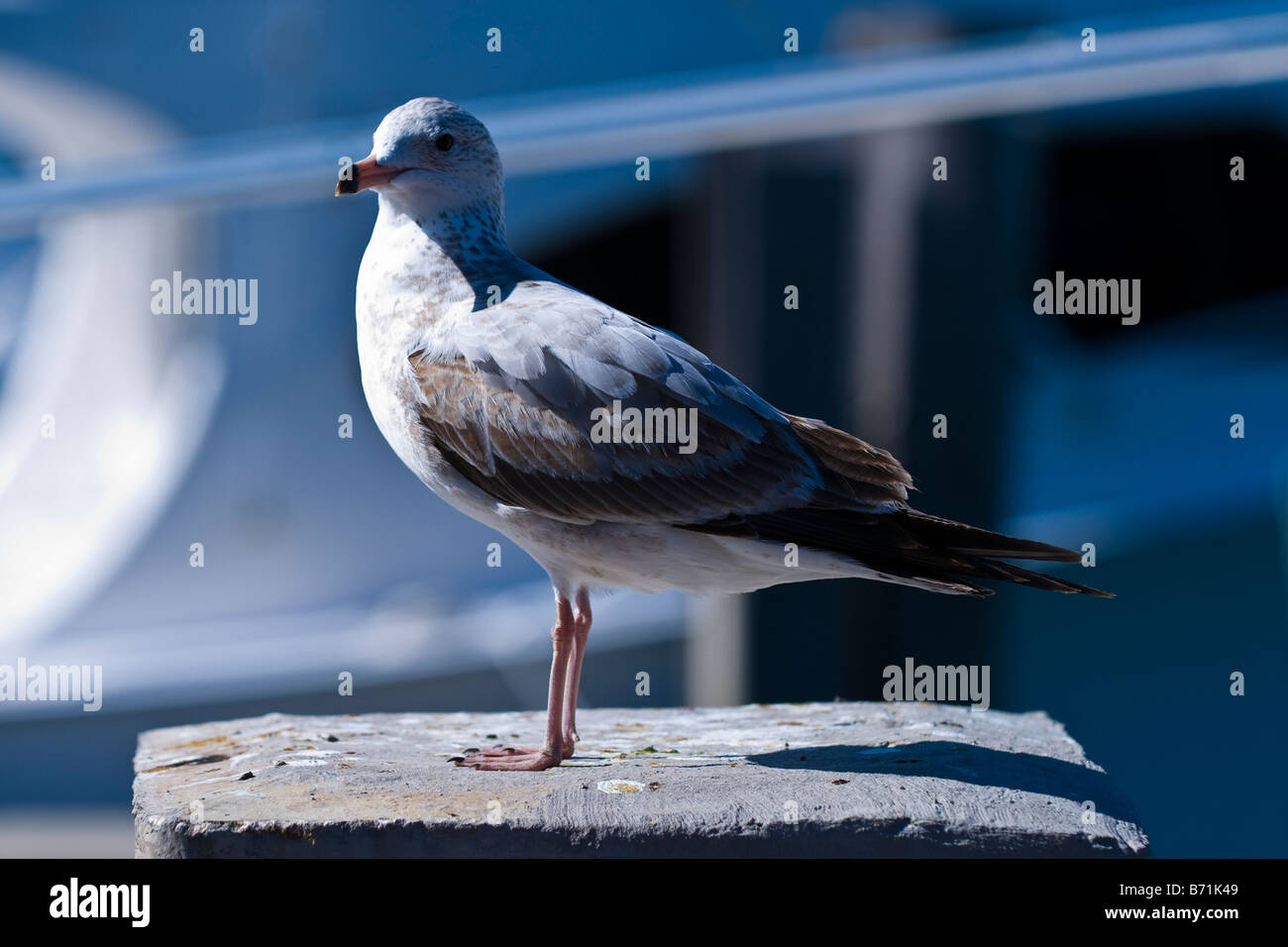 Sailfish Marina Laughing gull , Larus Articilla , seagull with pink ...