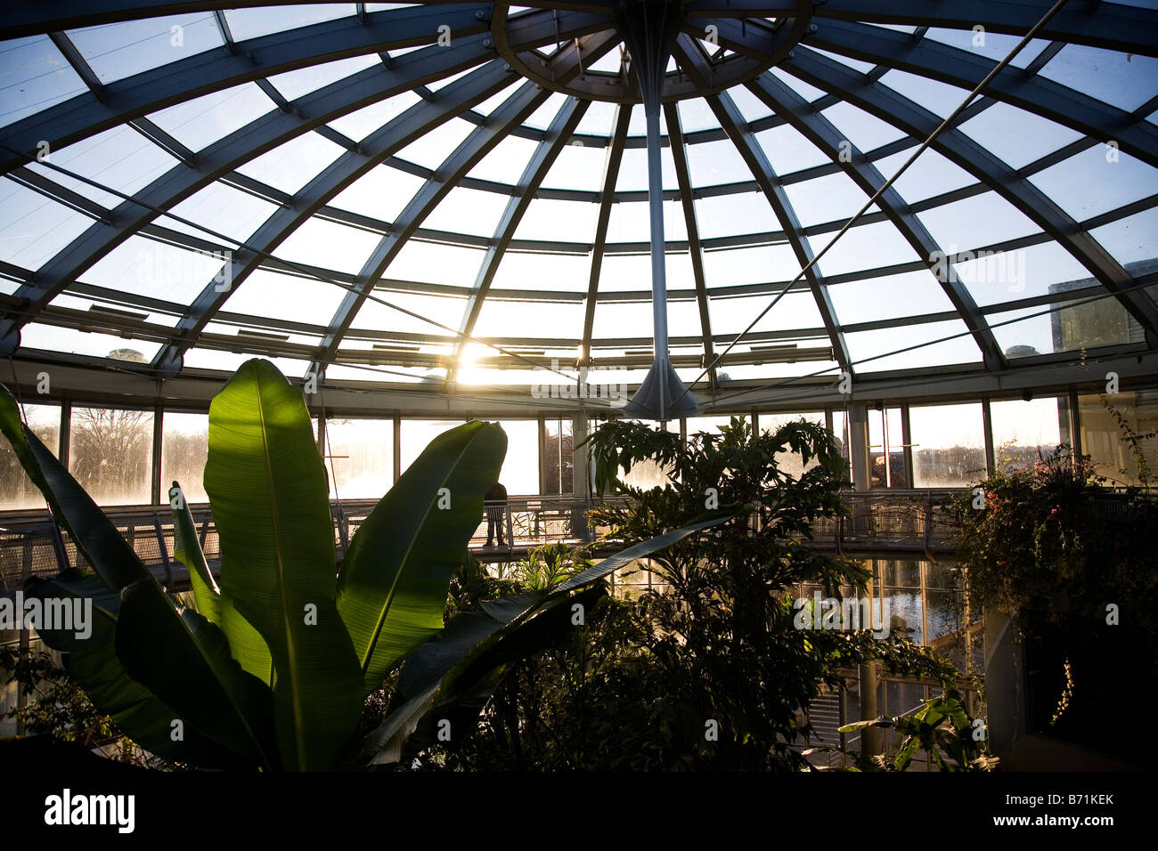 The sun shines in the Winter Gardens of Sunderland Museum Stock Photo ...
