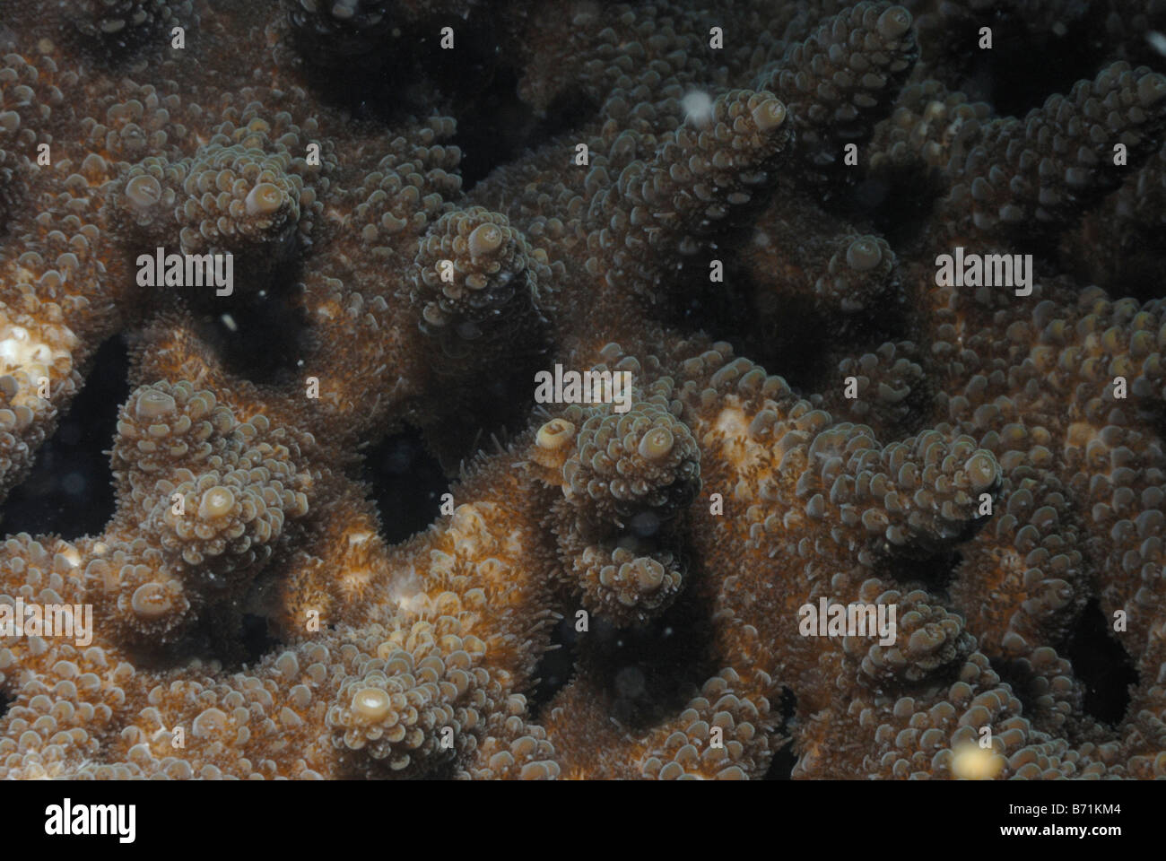 Close-up of hard coral polyps, Mahe, Seychelles, Indian Ocean Stock ...