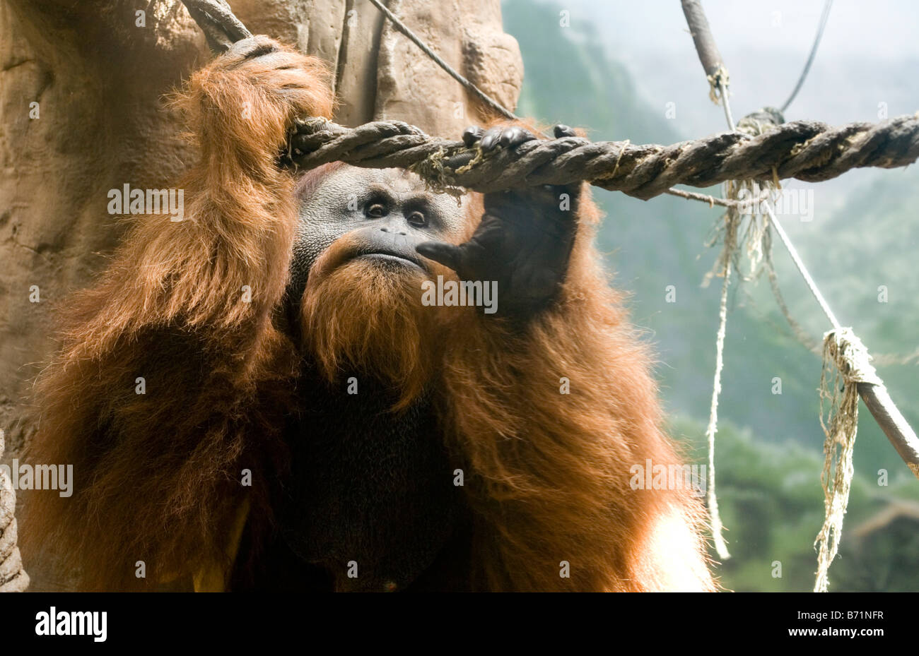 Big Ape High Resolution Stock Photography and Images - Alamy