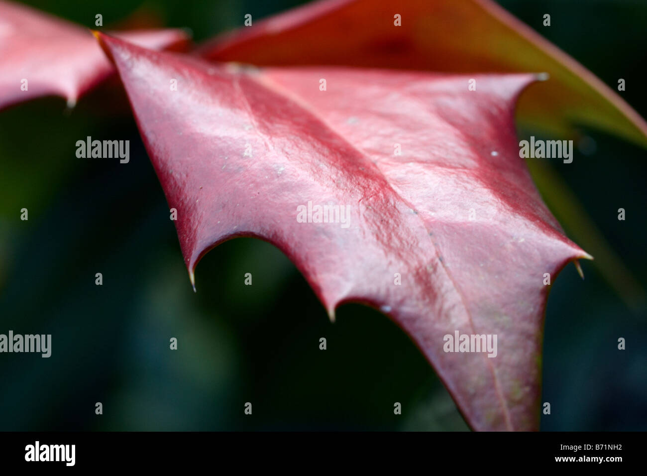 Red thorny leaf Stock Photo - Alamy