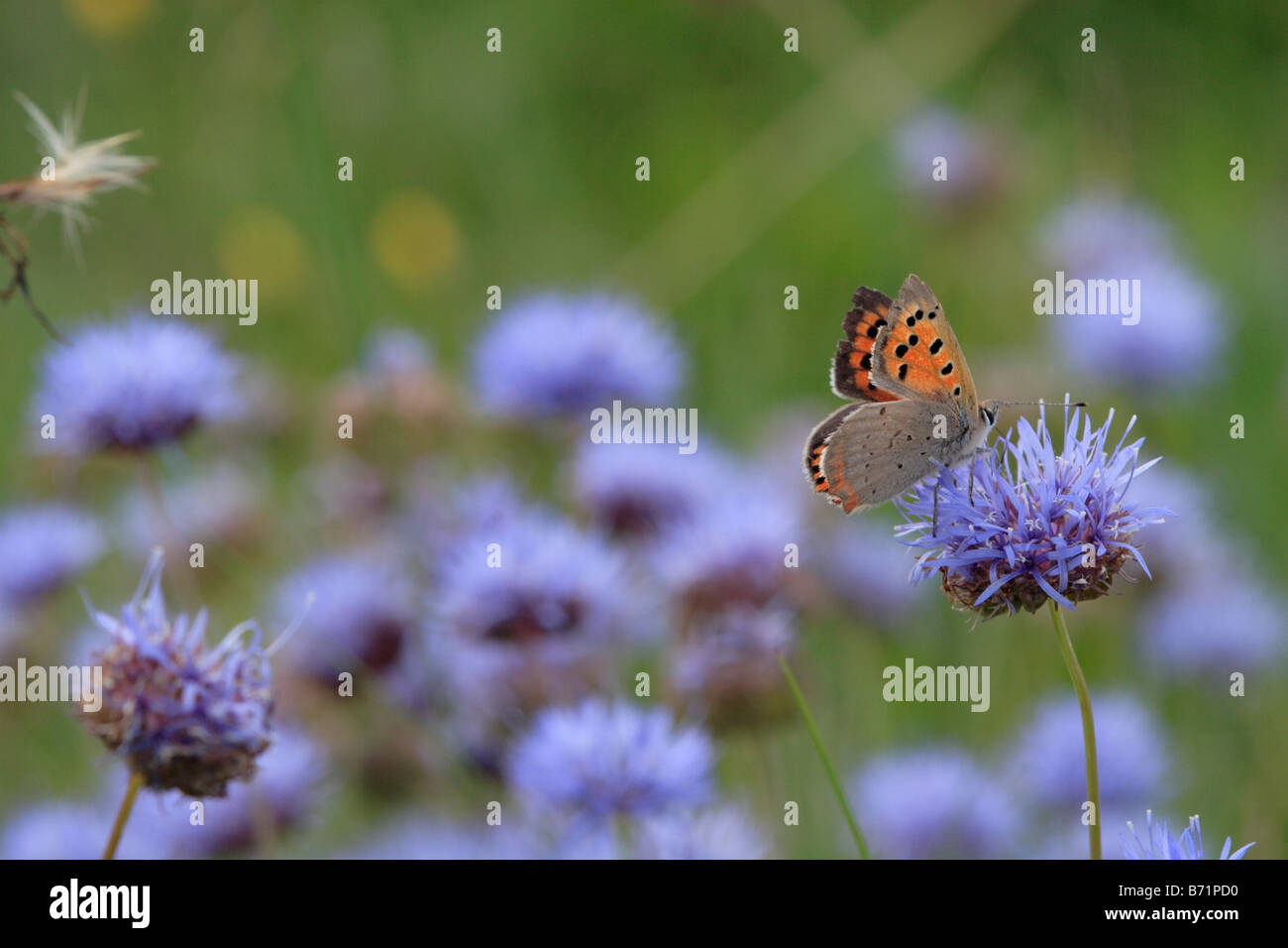 Blue copper butterfly hi-res stock photography and images - Alamy