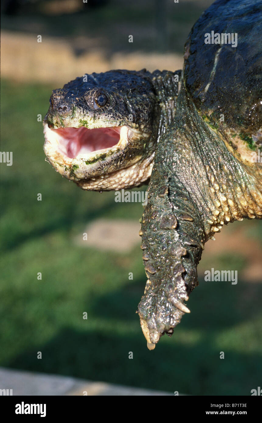 Snapping Turtle Chelydra serpentina, Chelydridae, North America Stock ...