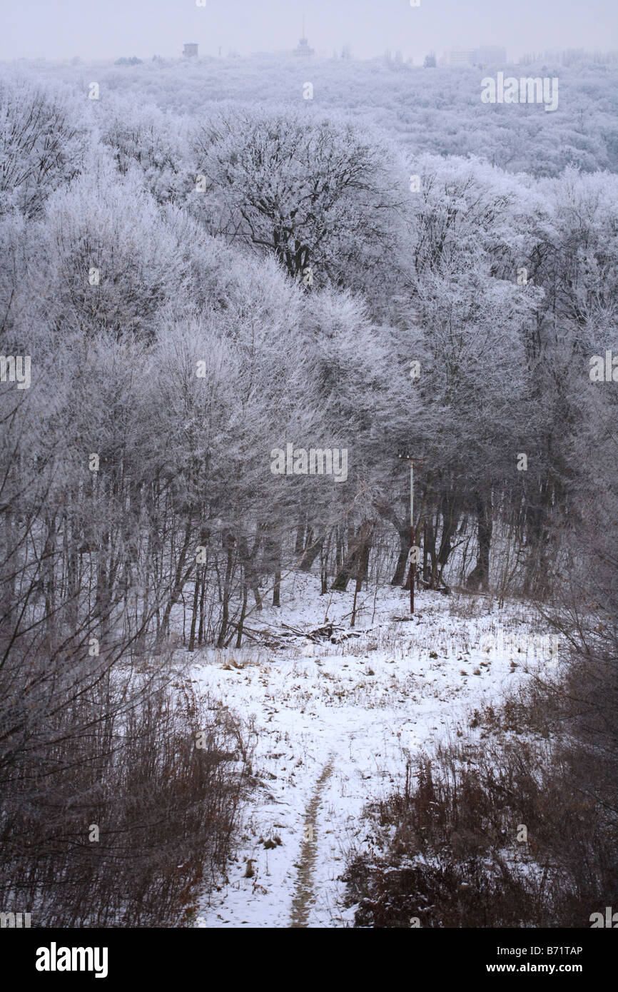 Winter road in the forest Stock Photo - Alamy