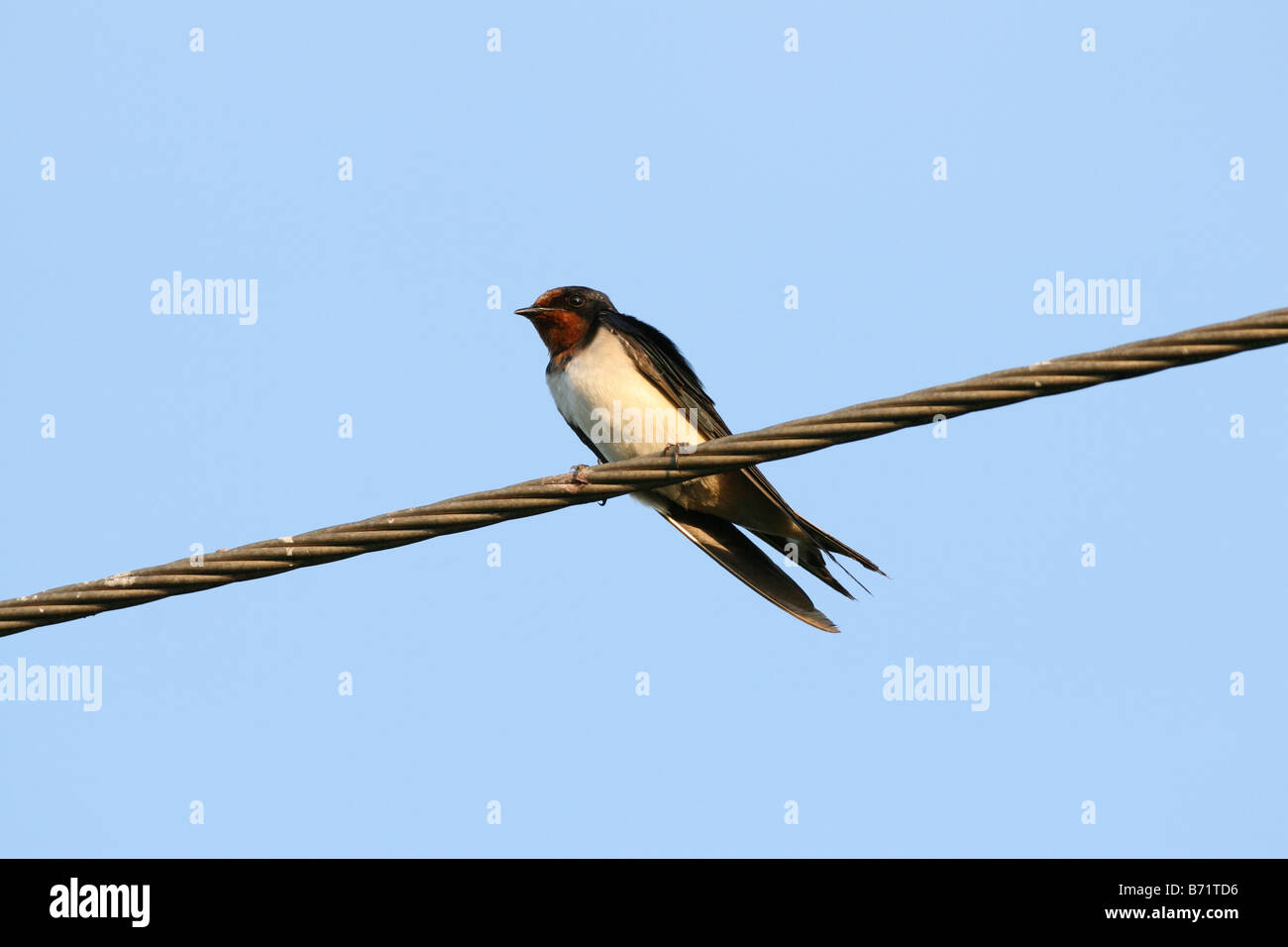 Barn Swallow (Common Swallow) - Hirundo rustica Stock Photo - Alamy