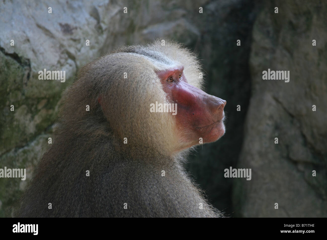 Singapore zoo baboon hi-res stock photography and images - Alamy