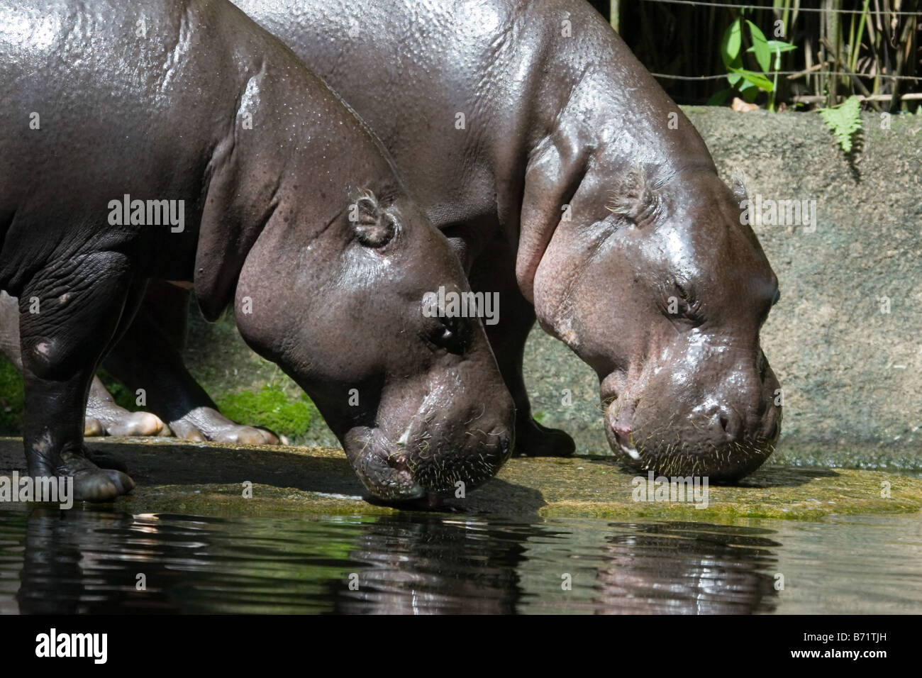 Pigmy hippo's at Singapore Zoo Stock Photo - Alamy