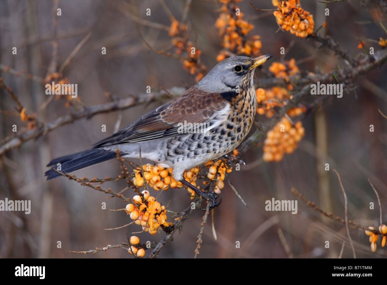 Fieldfare turdus pilaris on hi-res stock photography and images - Alamy