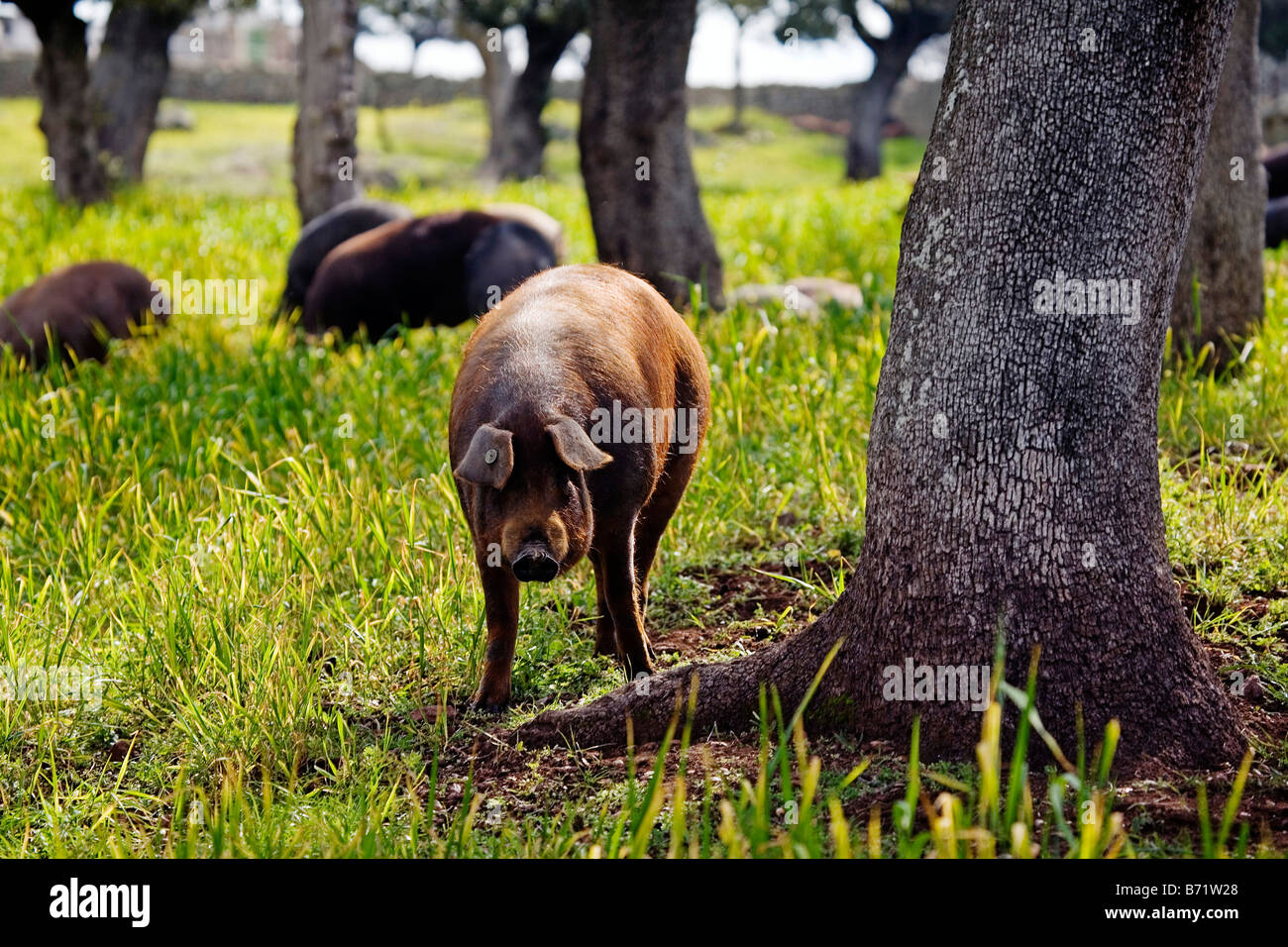 Iberian pigs in an oak forest in the valle de los Pedroches villanueva ...