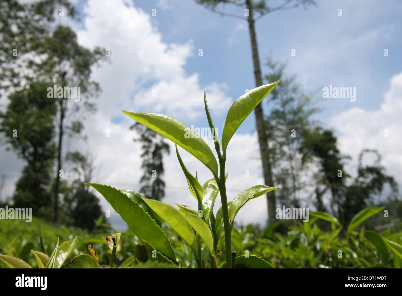 Two Leaves and a Bud - tea leaf on a verdant green tea plantaion in Sri ...