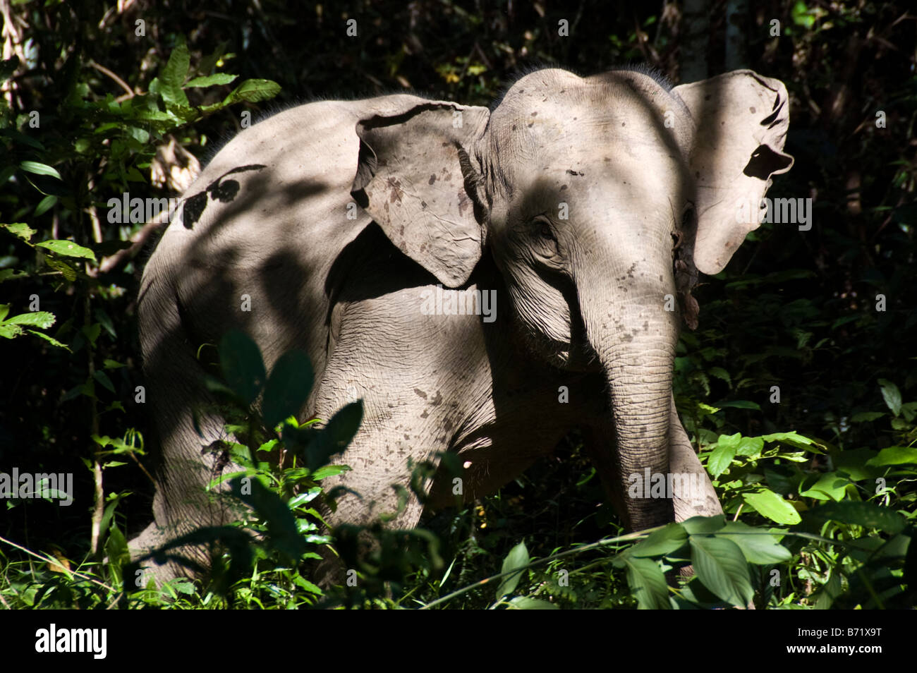 Borneo pygmy elephant hi-res stock photography and images - Alamy