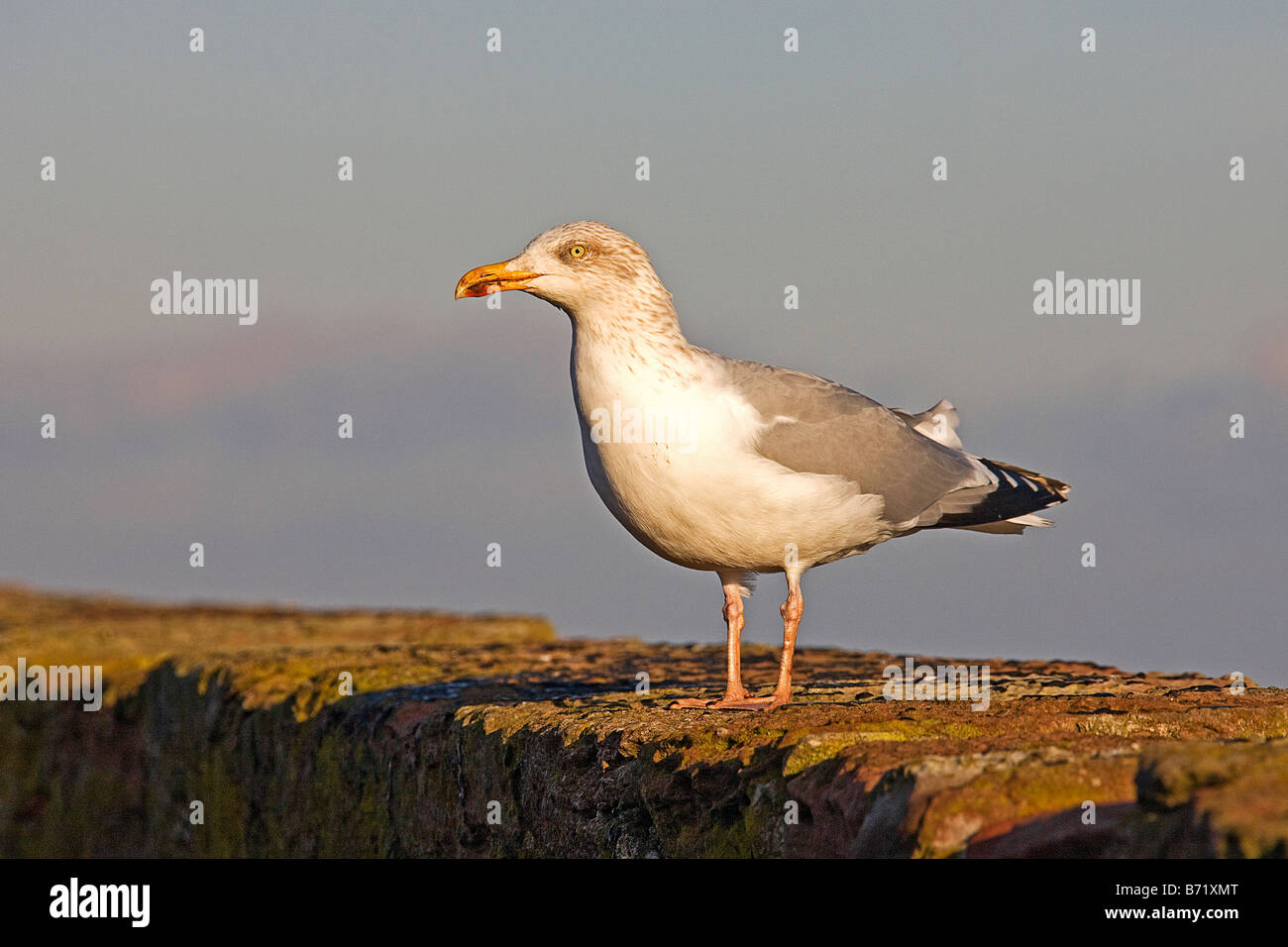 Lothian birds hi-res stock photography and images - Alamy