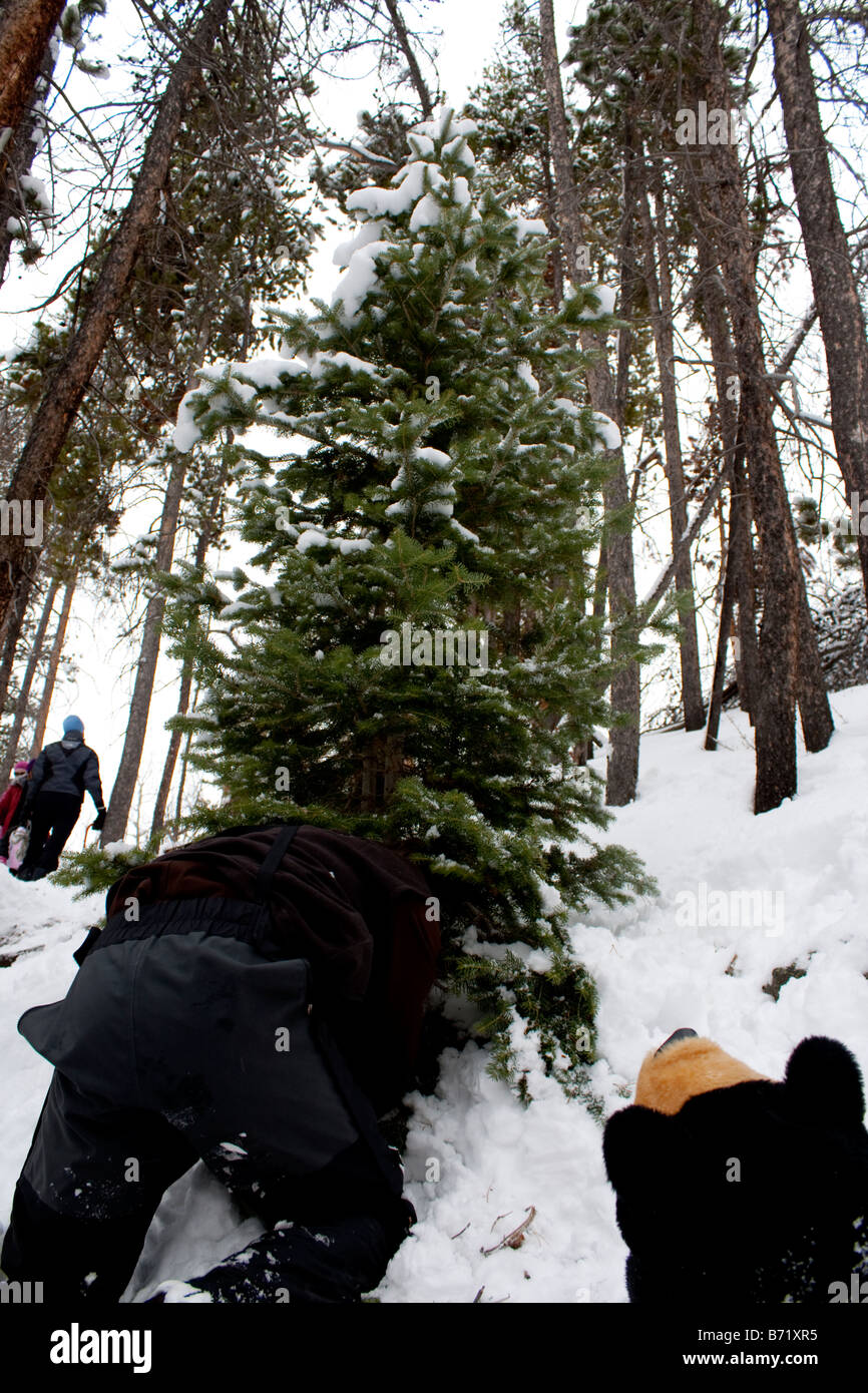 Cut down a christmas tree hi-res stock photography and images - Alamy