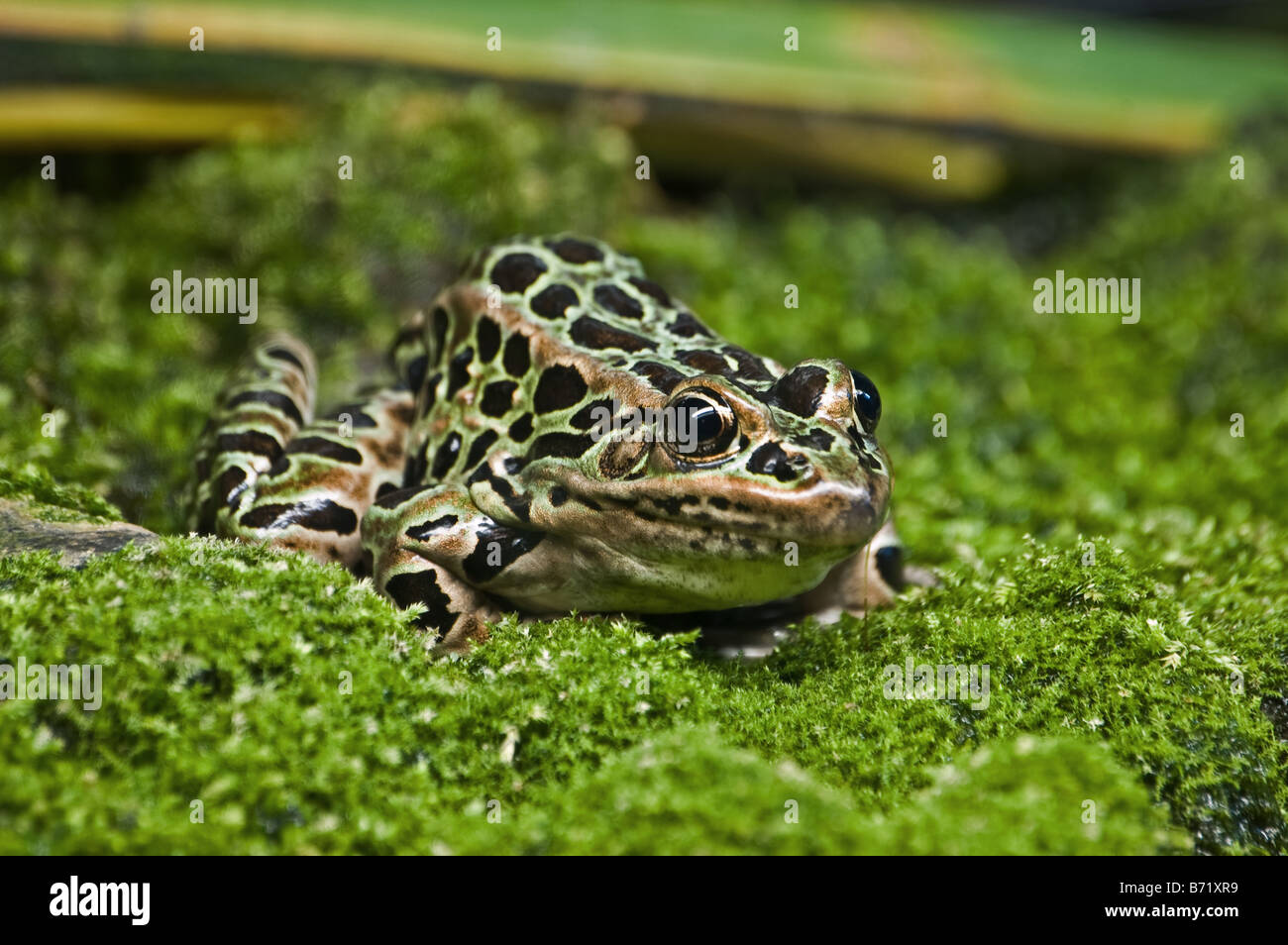 Meadow frog hi-res stock photography and images - Alamy