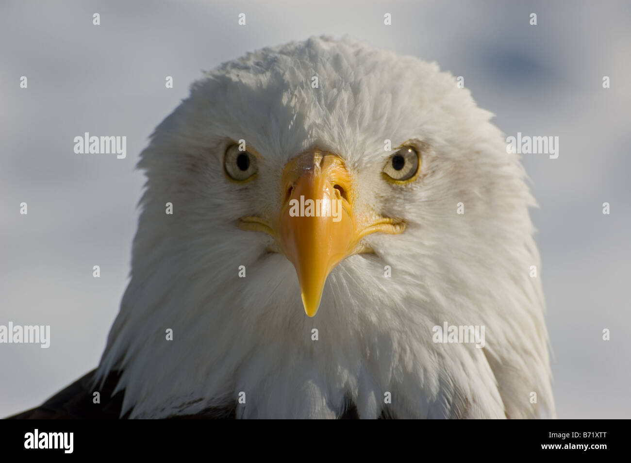 An Eagle Stares Stock Photo - Alamy