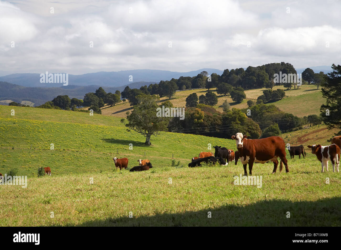 Taree nsw australia hi-res stock photography and images - Alamy