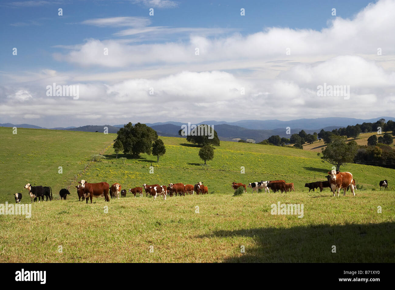 Cows and Farmland Innes View Road near Comboyne Greater Taree Region ...