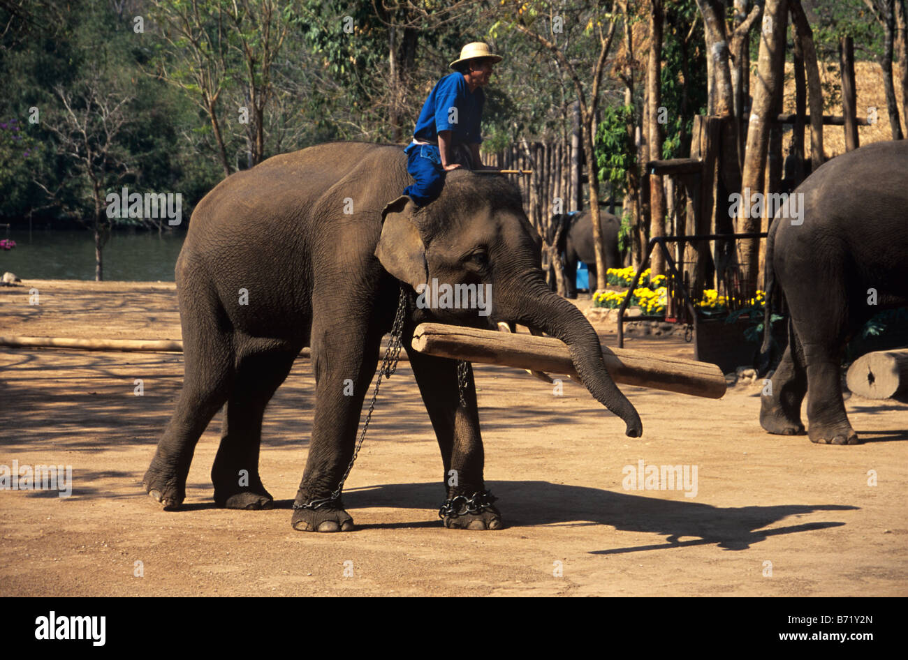 Asian Elephant, with his Mahout or Trainer, Carrying a Teak Log at the ...