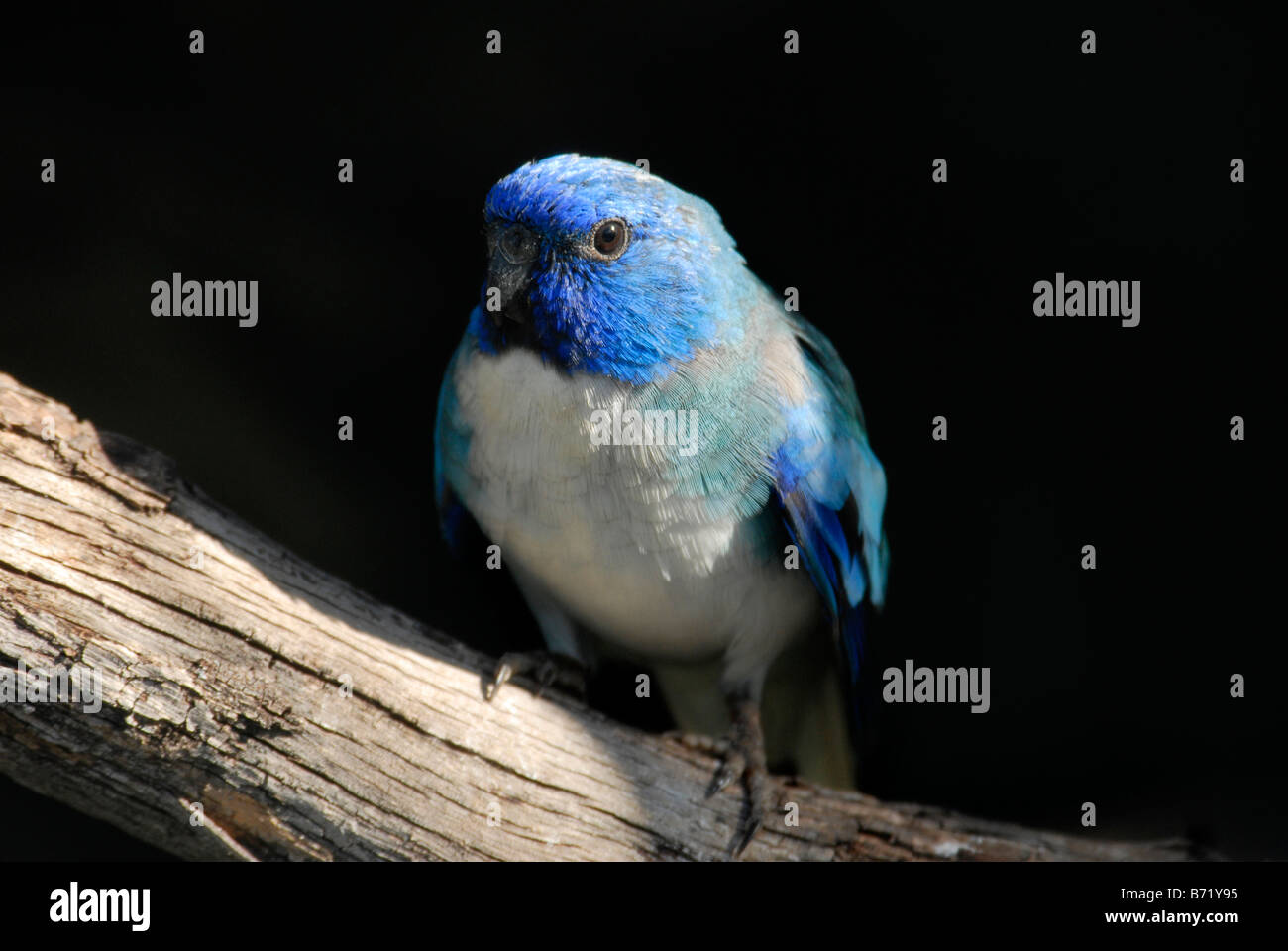 Neophema High Resolution Stock Photography and Images - Alamy