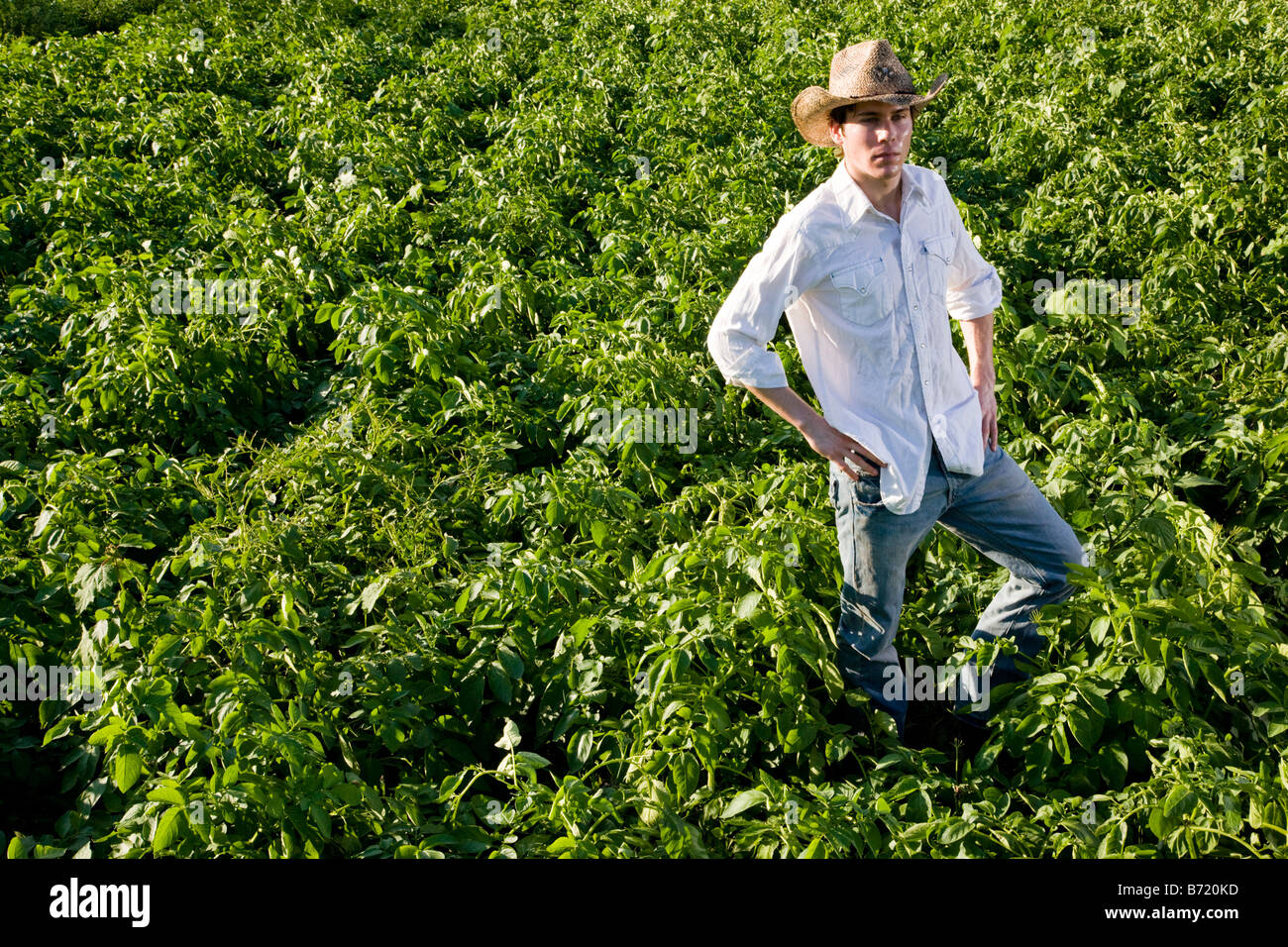 Young farmer standing in potato crop field Stock Photo - Alamy