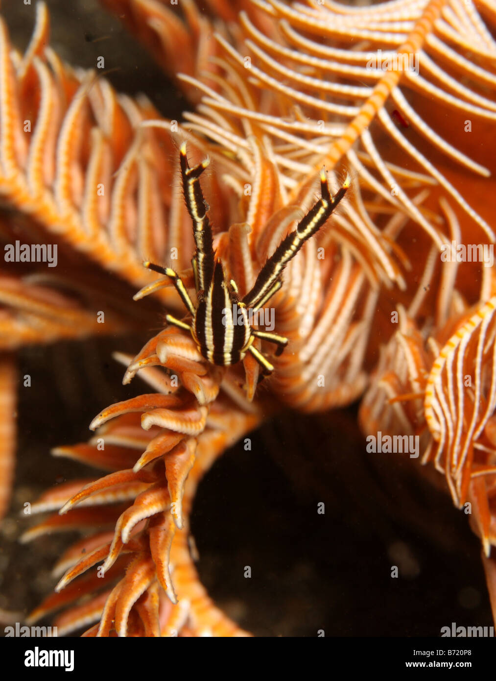 Crinoid crab hi-res stock photography and images - Alamy