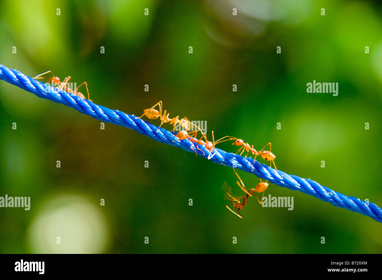 Ants Making A Rope at Susan Tucker blog